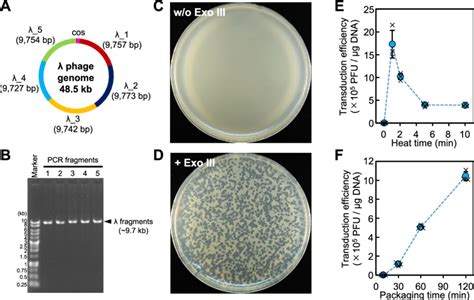 Construction Of λ Phage By Ipac A Design Of λ Phage Genome Download Scientific Diagram