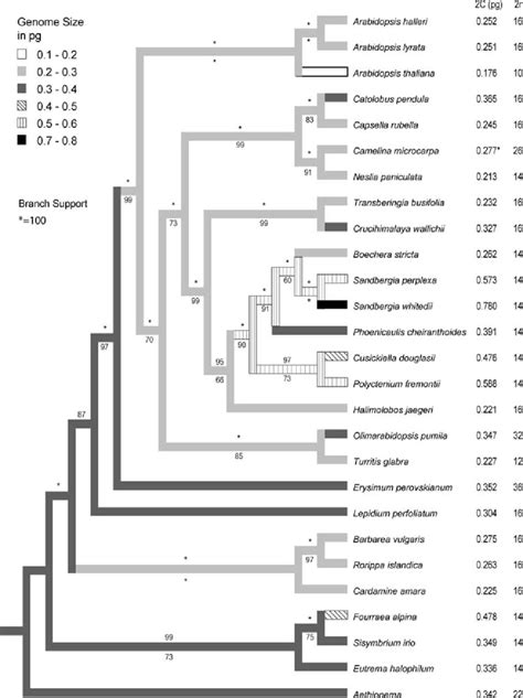 Phylogeny Recovered By Bayesian Analysis Values Along Branches Are Download Scientific Diagram
