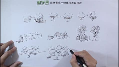 素描灌木丛怎么画 树丛素描怎么画图片 素描灌树丛怎么画 大山谷图库