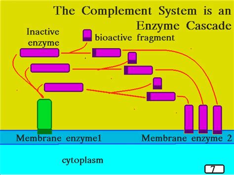 Ppt Immunology Complement System Components And Activation