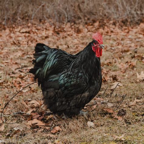 Black English Orpington Chicks English Stock Cackle Hatchery®