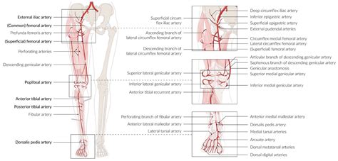 Femoral Artery Anatomy Diagram