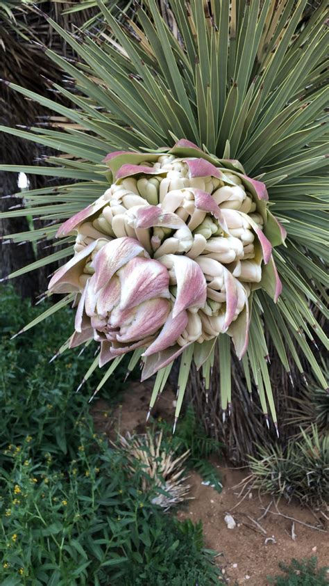 Do We Like Joshua Tree Flowers Here Succulents