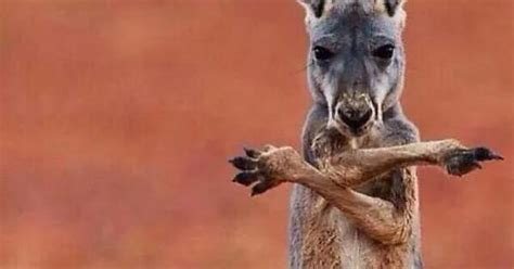 Mrw My Gf Can Have Sex Again After Her Surgery Imgur