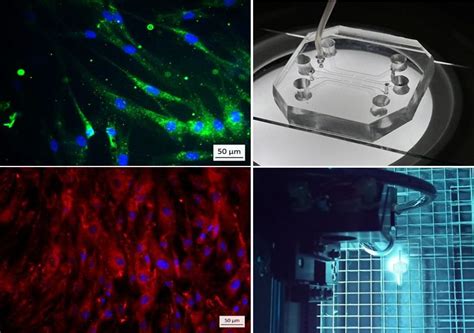 When Cells Meet Microfluidics Happiness Microstemtissue Research