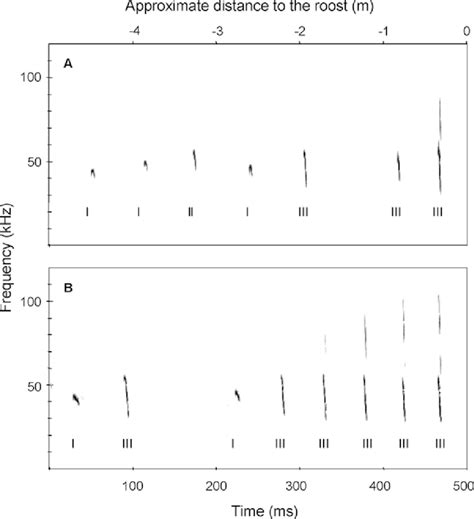 A B Sonograms Of Echolocation Calls Emitted By Two Individuals Of M