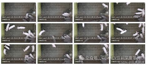Opencv与ai深度学习 实战 使用yolov8实例分割识别猪的姿态（含数据集） Csdn博客