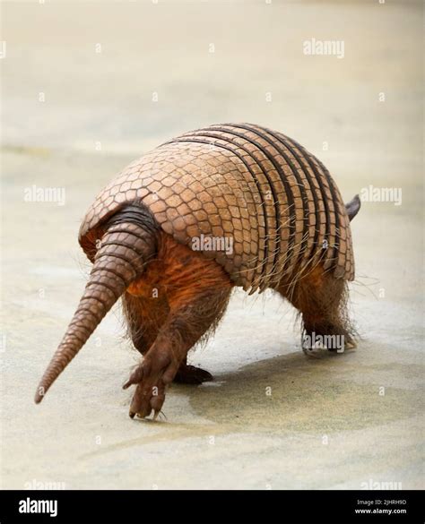 July 19 2022 Naples Florida Usa Six Banded Armadillo On Display At