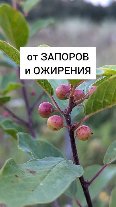 Крушина - от запоров и ожирения #лекарственныетравы #травы #травник # ...