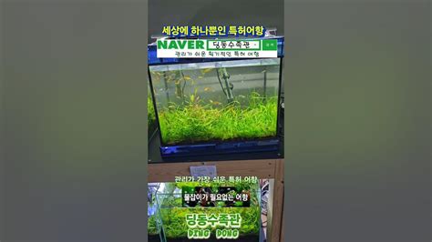 관리가 편한어항열대어 구피어항 구피키우기 열대어키우기 구피 네온테트라 ＃수초어항꾸미기 어항꾸미기 수족관꾸미기 이끼 무환수어항 수족관 ＃어항 ＃수초