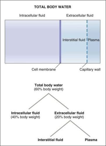Fluid And Electrolyte Balance In Physiology Flashcards Quizlet