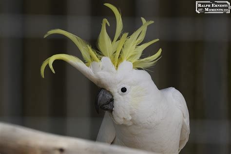 Birds Tassie Zoo Sulphur Crested Cockatoo Sony Alpha Forums