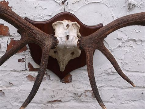 Antiques Atlas 13 Pointer Mounted Set Of Red Deer Antlers