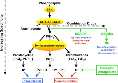 Maintaining Equilibrium By Selective Targeting Of Cyclooxygenase