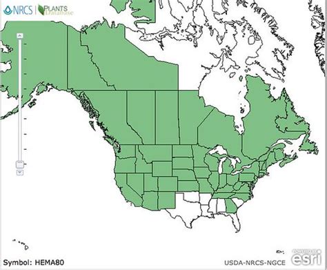 Foraging Texas Cow Parsnip