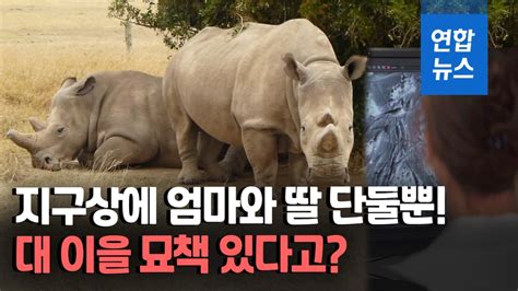 영상 피부세포로 번식모녀뿐인 북부흰코뿔소 멸종위기 넘을 수도 연합뉴스