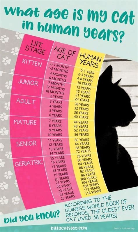 How To Quickly Convert Cats Age To Human Years Artofit