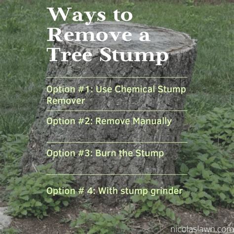 How To Remove A Tree Stump 4 Effective Ways