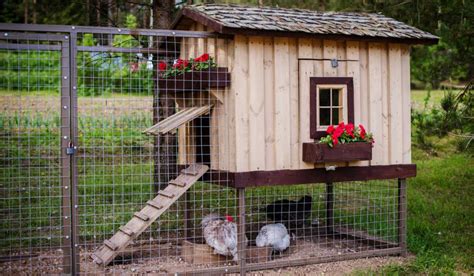 Step By Step Guide To Build A Chicken Coop