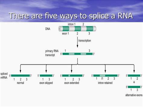 PPT RNA Splicing PowerPoint Presentation Free Download ID