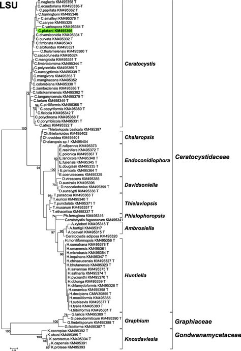 Phylogenetic Tree Based On Ribosomal Large Subunit Lsu Sequences