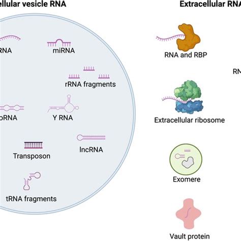 Types Of Extracellular Vesicle EV And Extracellular RNA Schematic