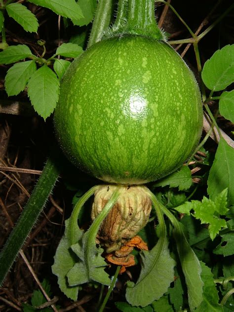 내가 좋아하는 벌과 호박과 호박꽃