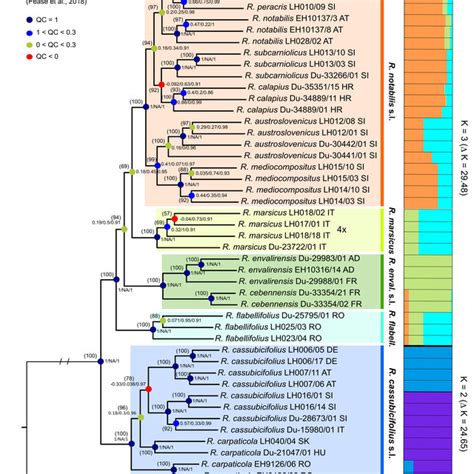 A Maximum Likelihood Ml Tree Of Sexual Species Of The R Download Scientific Diagram