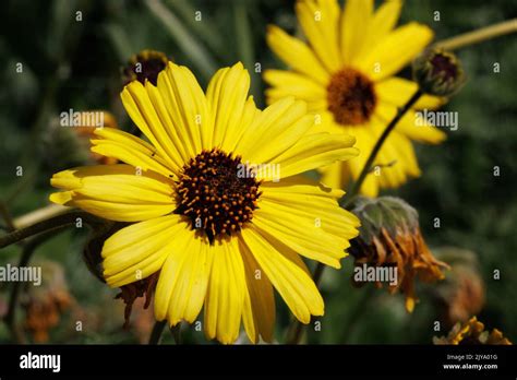 Yellow Flowering Racemose Radiate Head Inflorescences Of Encelia