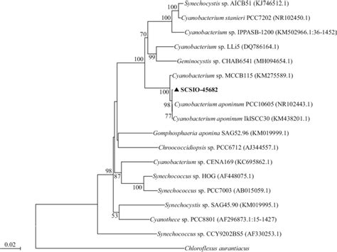 The Maximum Likelihood Phylogenetic Tree Based On Nearly Complete 16s