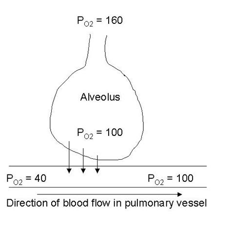 Respiratory Therapy Cave Oxygen Diffusion Lexicon