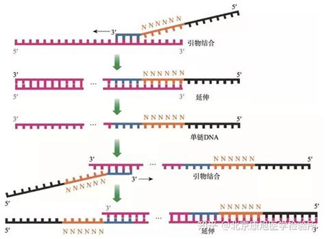 【生殖专题】试管婴儿（6）：第三代试管婴儿（pgt）单细胞扩增技术 知乎
