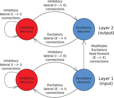 schematic of the two layer network architecture used excitatory