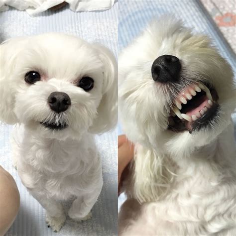 말티즈는 참지않지 ㅎ 말티즈키우는사람들 다들 공감하지