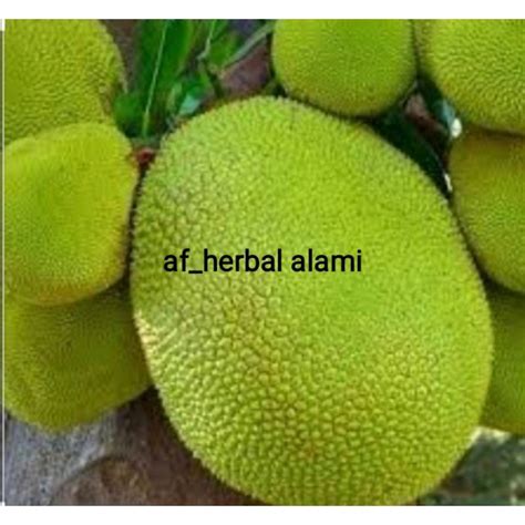 Jual Nangka Muda 1kg Shopee Indonesia