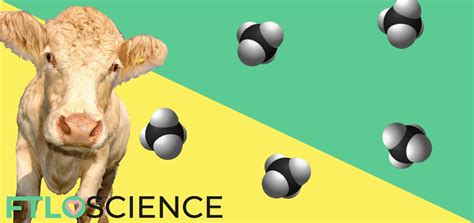 Methane From Cows To Greenhouse Gas Ftloscience