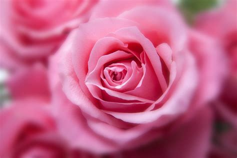 Most Beautiful Pink Roses Wallpapers