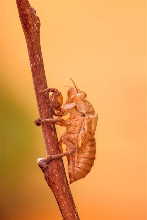 Exoskeleton Of A Cicada Cicada Barbara Malta Mediterranean Stock