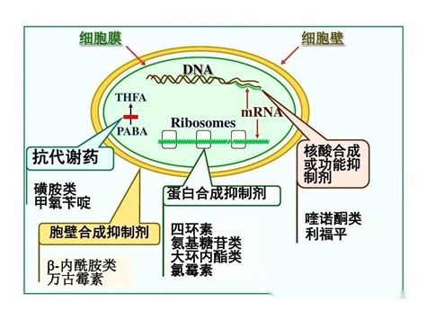 抗菌药物重点 知乎