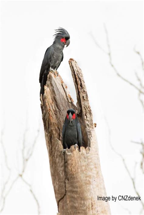 Palm Cockatoos Drum Up A Storm