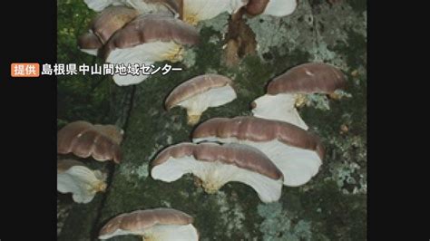 ヒラタケと間違えて汁に嘔吐下痢頭痛 職場近くで毒キノコツキヨタケ採取 同僚5人が食中毒 TBS NEWS DIG