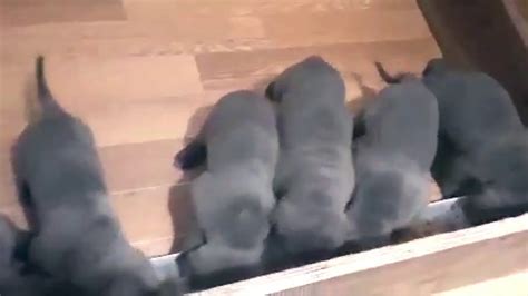 კანე კორსოს ნაცრისფერი ლეკვები Youtube