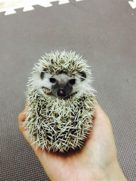 我家非洲小刺蝟養了一周還給我炸刺刺蝟小包 每日頭條