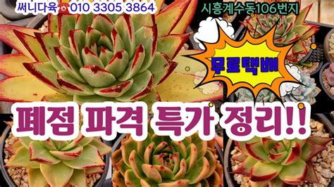 써니다육 폐점 파격특가 무조건 무료택배 중고분셋트다육쇼핑 Youtube