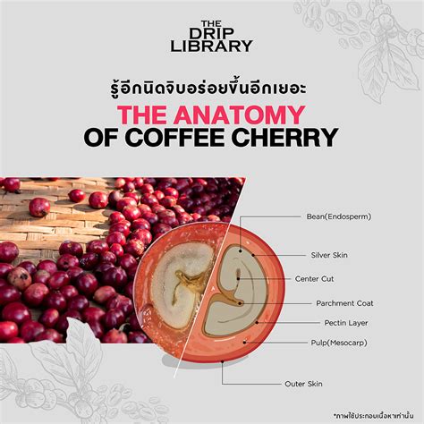 The Drip 🍒☕️ กว่าจะได้เป็นเมล็ดกาแฟคั่วที่หลายๆ คนชื่นชอบนั้น เมล็ด