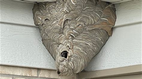 Bald Faced Hornet Nest Tube The Tube