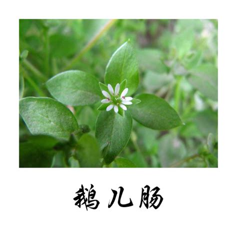 鹅儿肠图册360百科