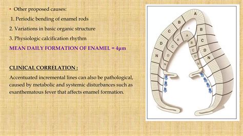 Enamel Structure And Development Pptx