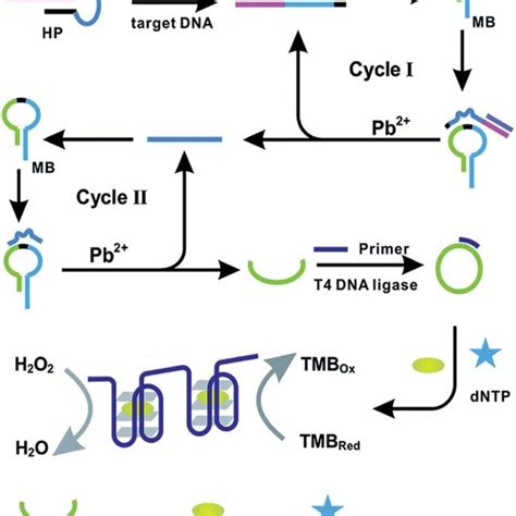 Dnazyme Assisted Dna Recycling And Rolling Circle Amplification For The Download Scientific