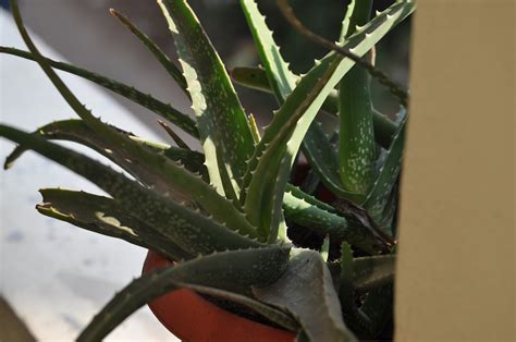 Alovera Natureza Planta Foto Gratuita No Pixabay Pixabay